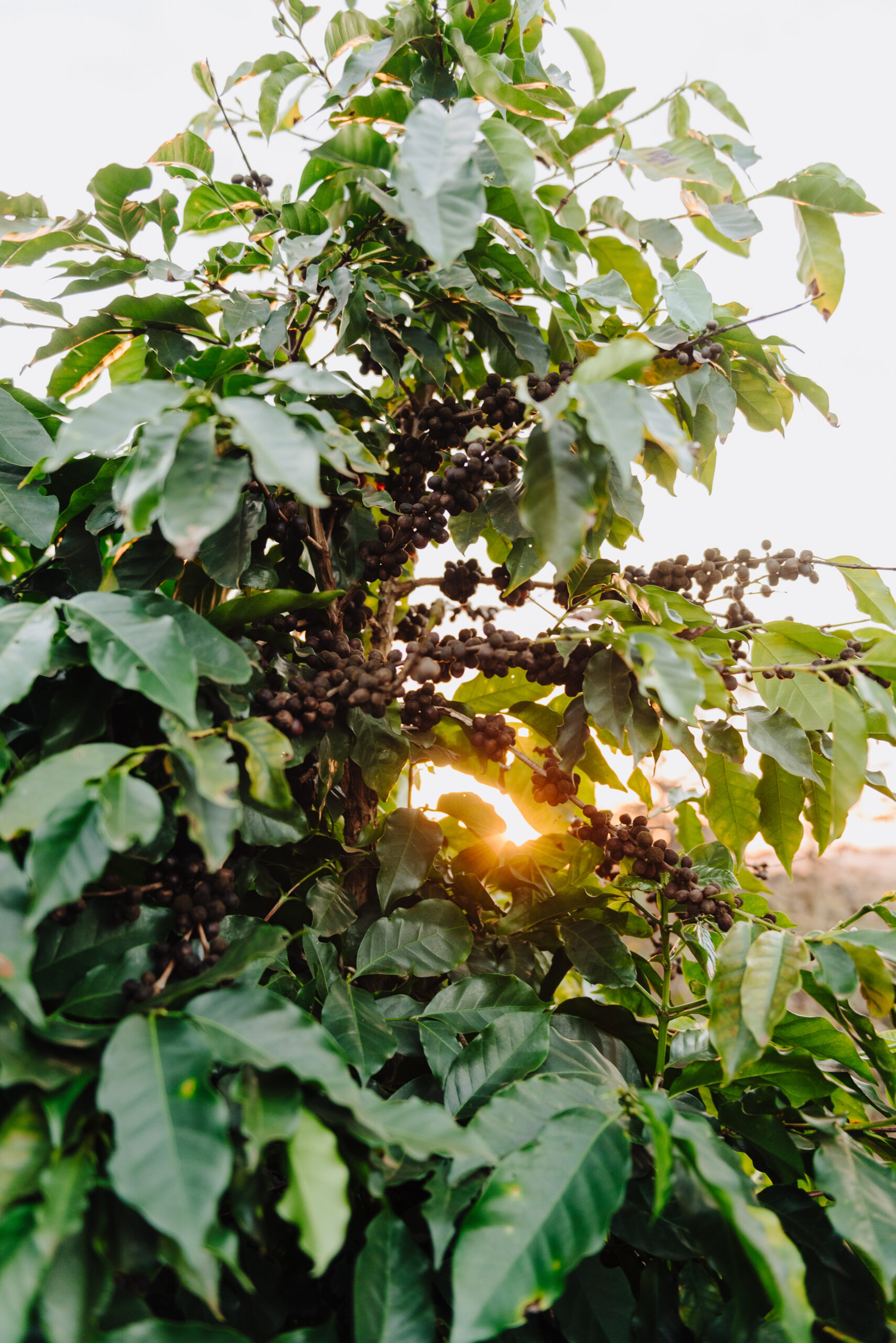 Our Coffee – Combat 2 Coffee