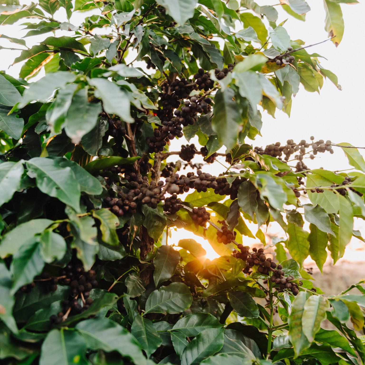 Our Coffee – Combat 2 Coffee